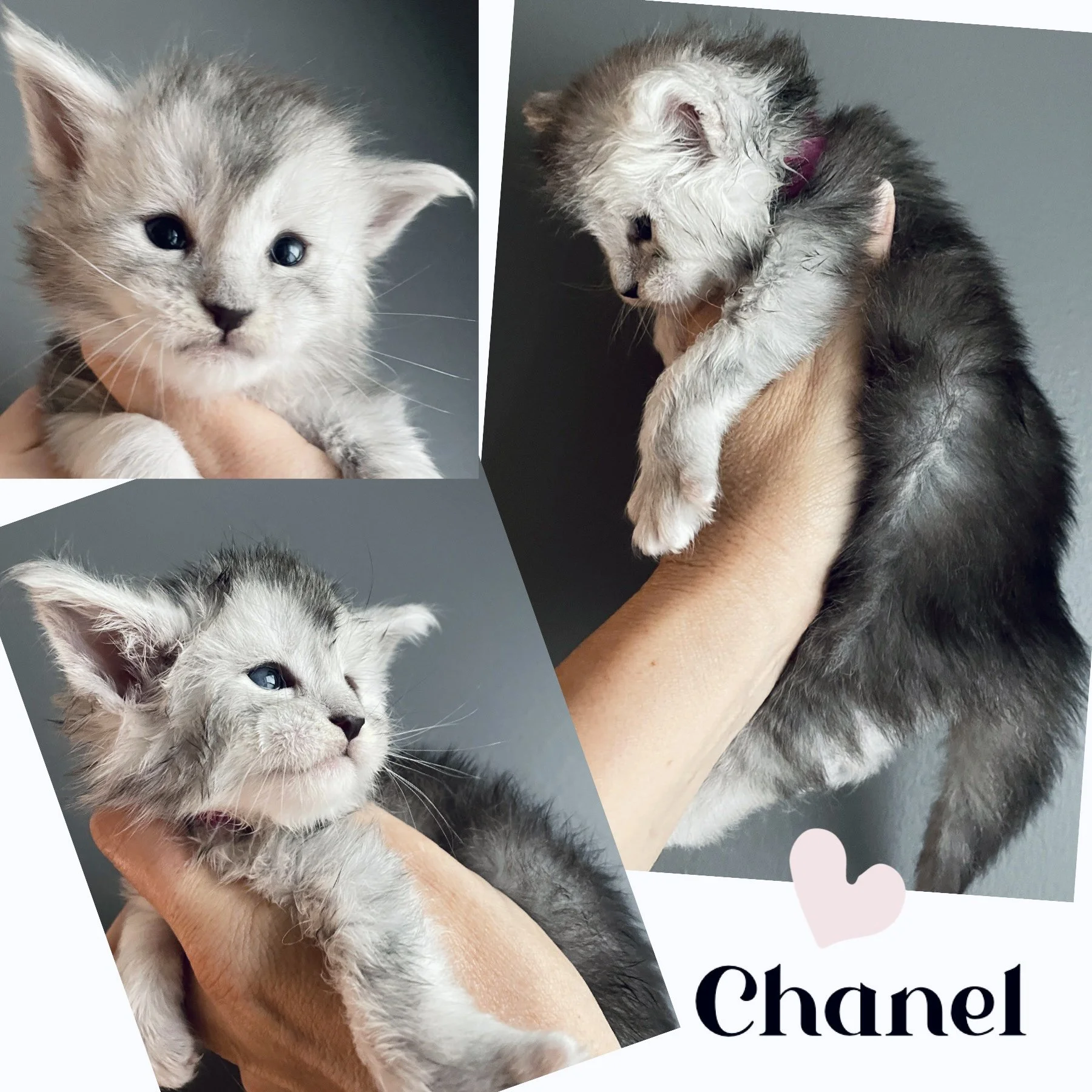 Gallery 1 — Koinonia Coons