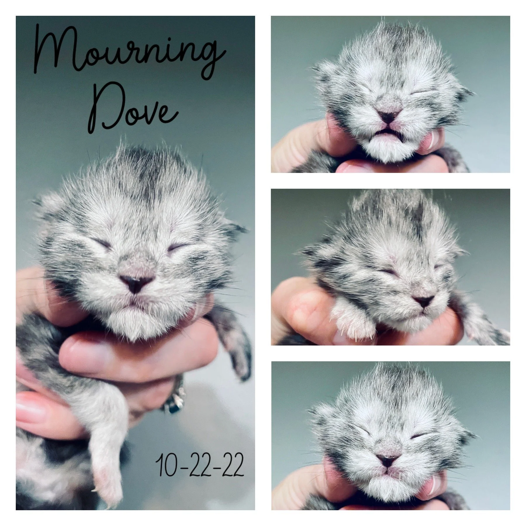 Gallery 1 — Koinonia Coons