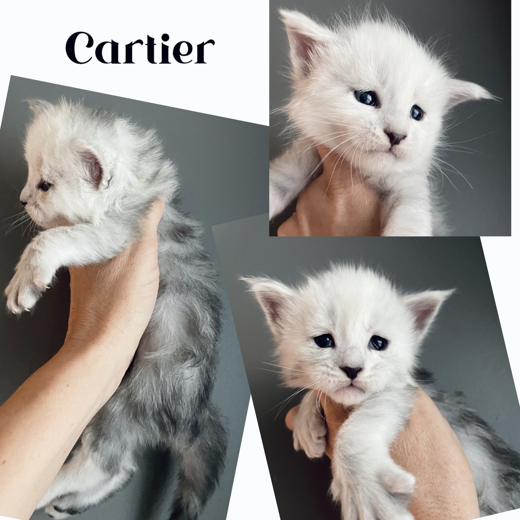 Gallery 1 — Koinonia Coons