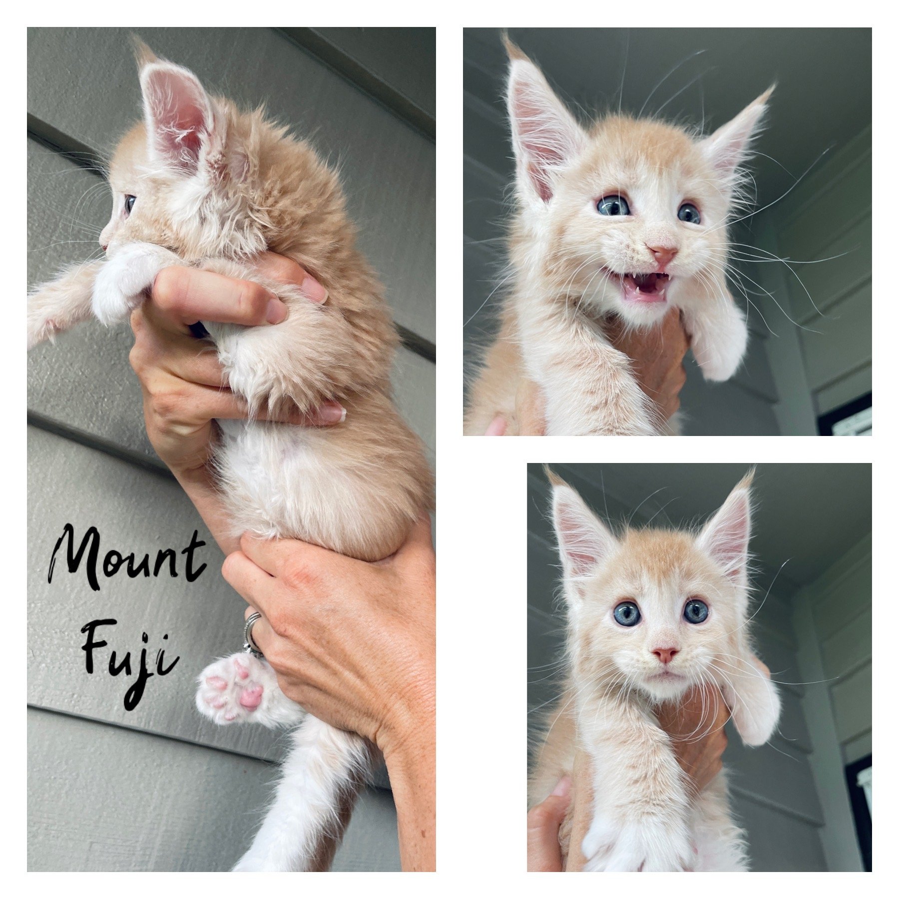 Gallery 1 — Koinonia Coons