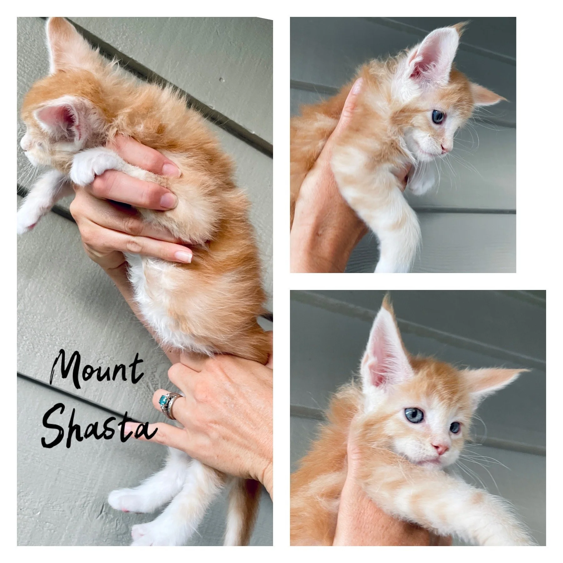 Gallery 1 — Koinonia Coons