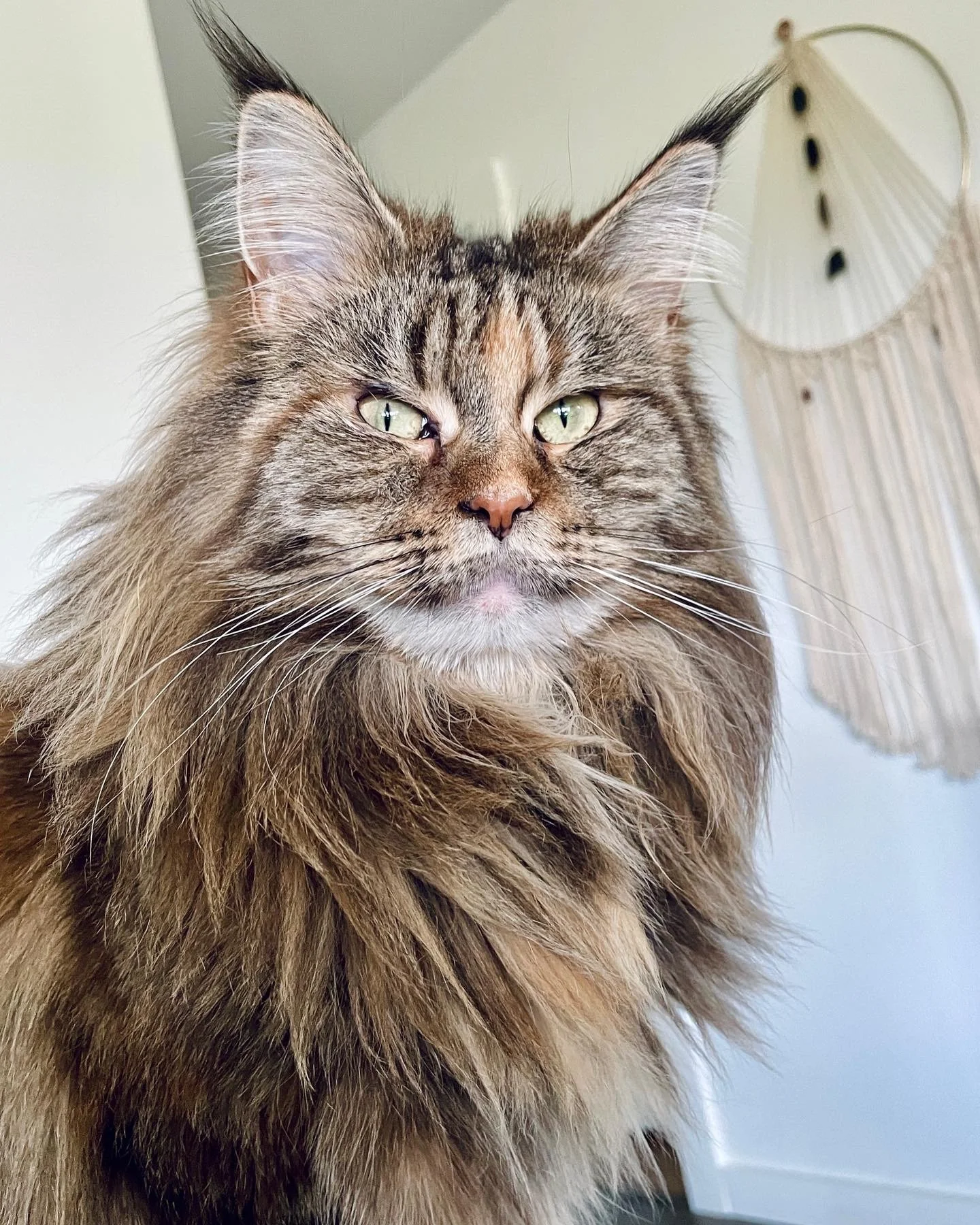 Gallery 3 — Koinonia Coons