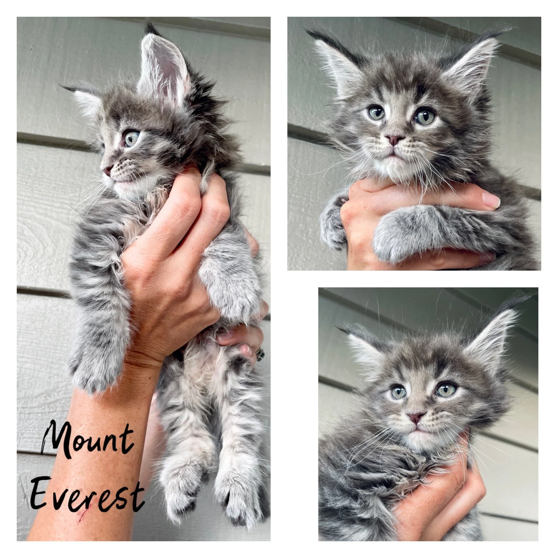 Gallery 1 — Koinonia Coons