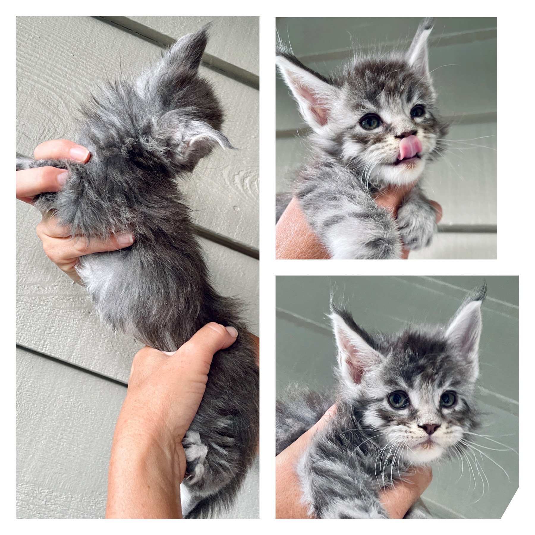 Gallery 1 — Koinonia Coons