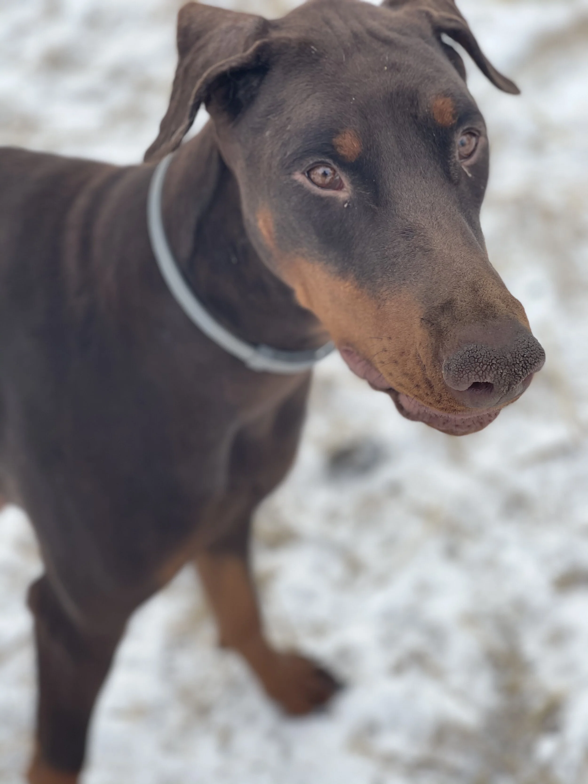 Doberman Females — Wiggle Butts PA