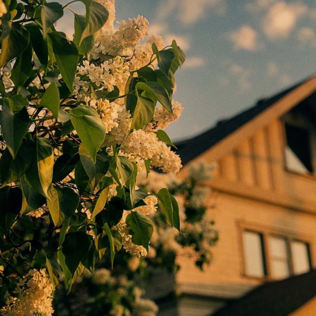 Connecting With Roots