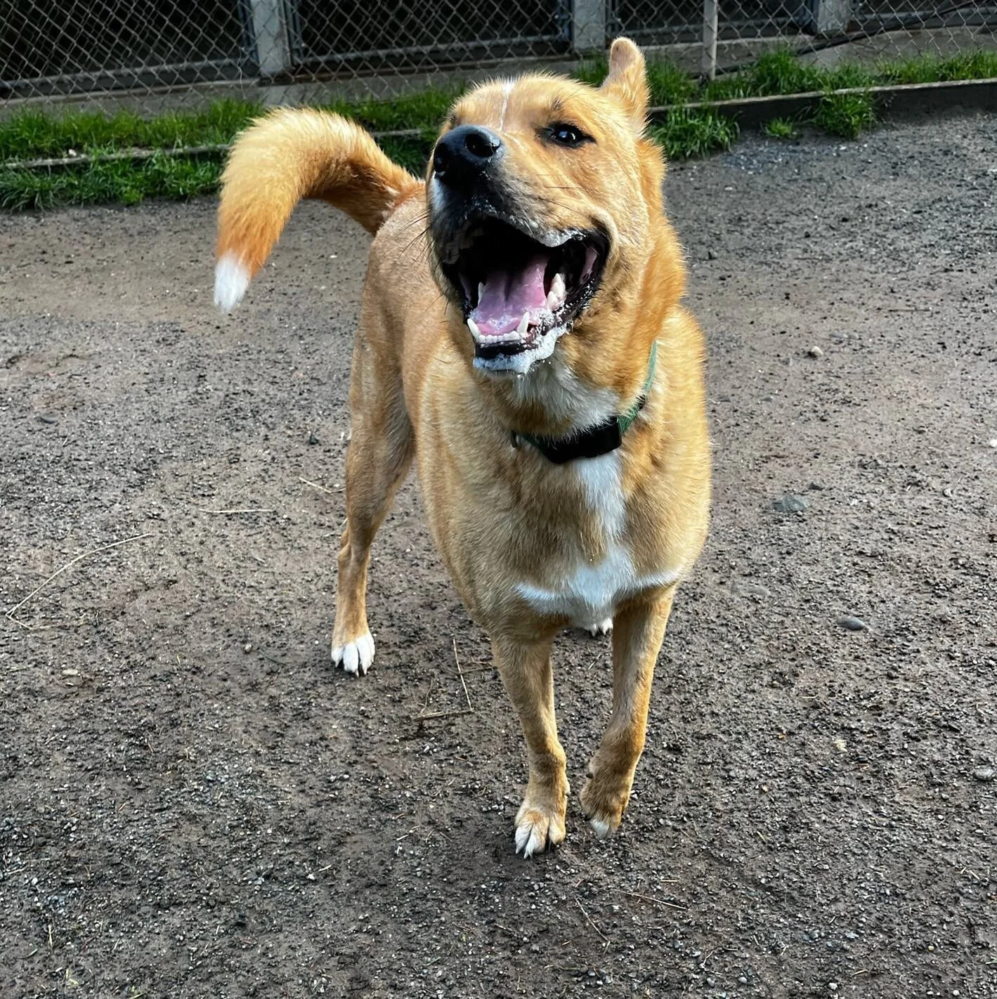 Dog Photos — Riverview Kennels