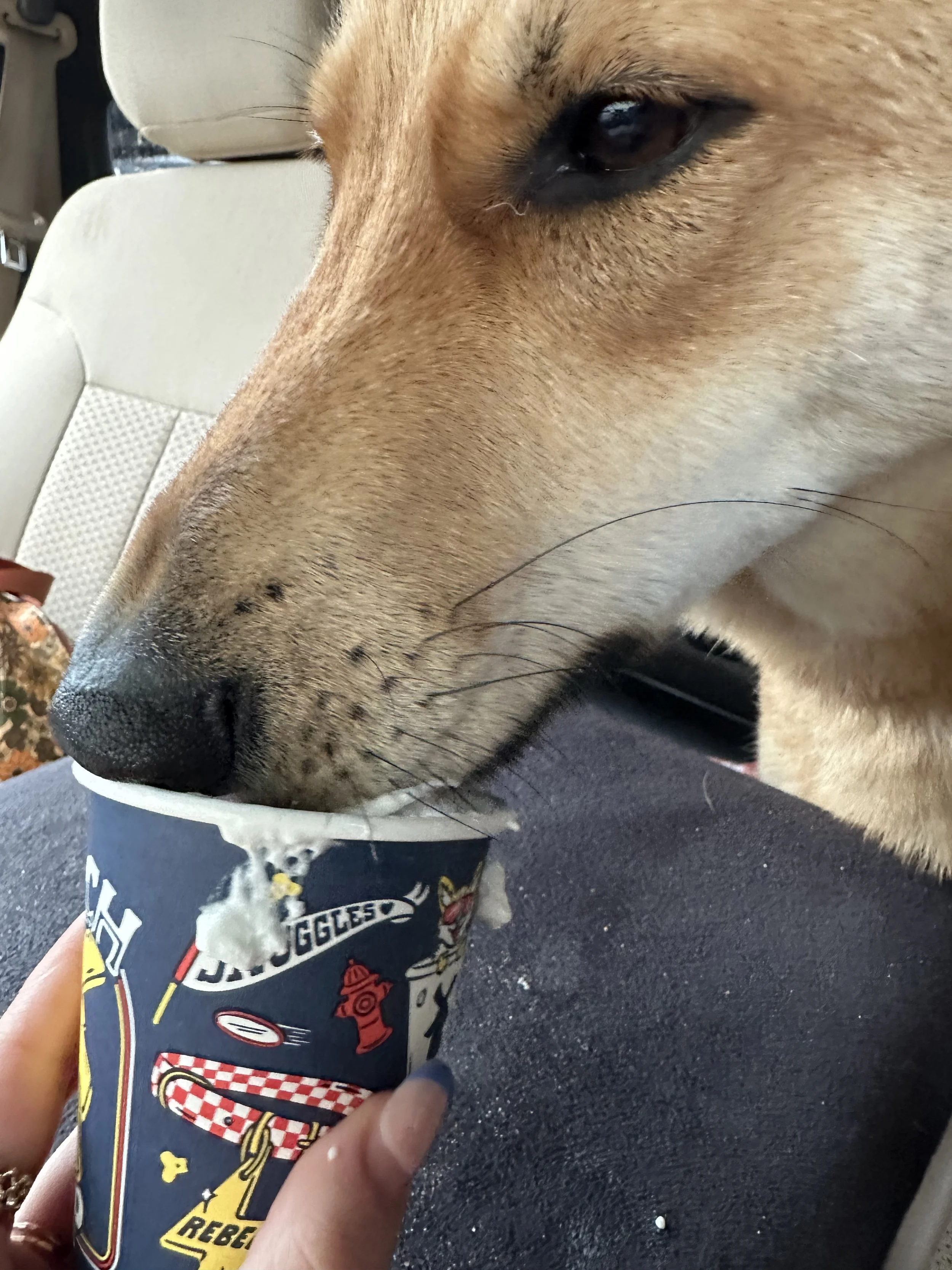 Riverview’s VIP- Week Two — Riverview Kennels