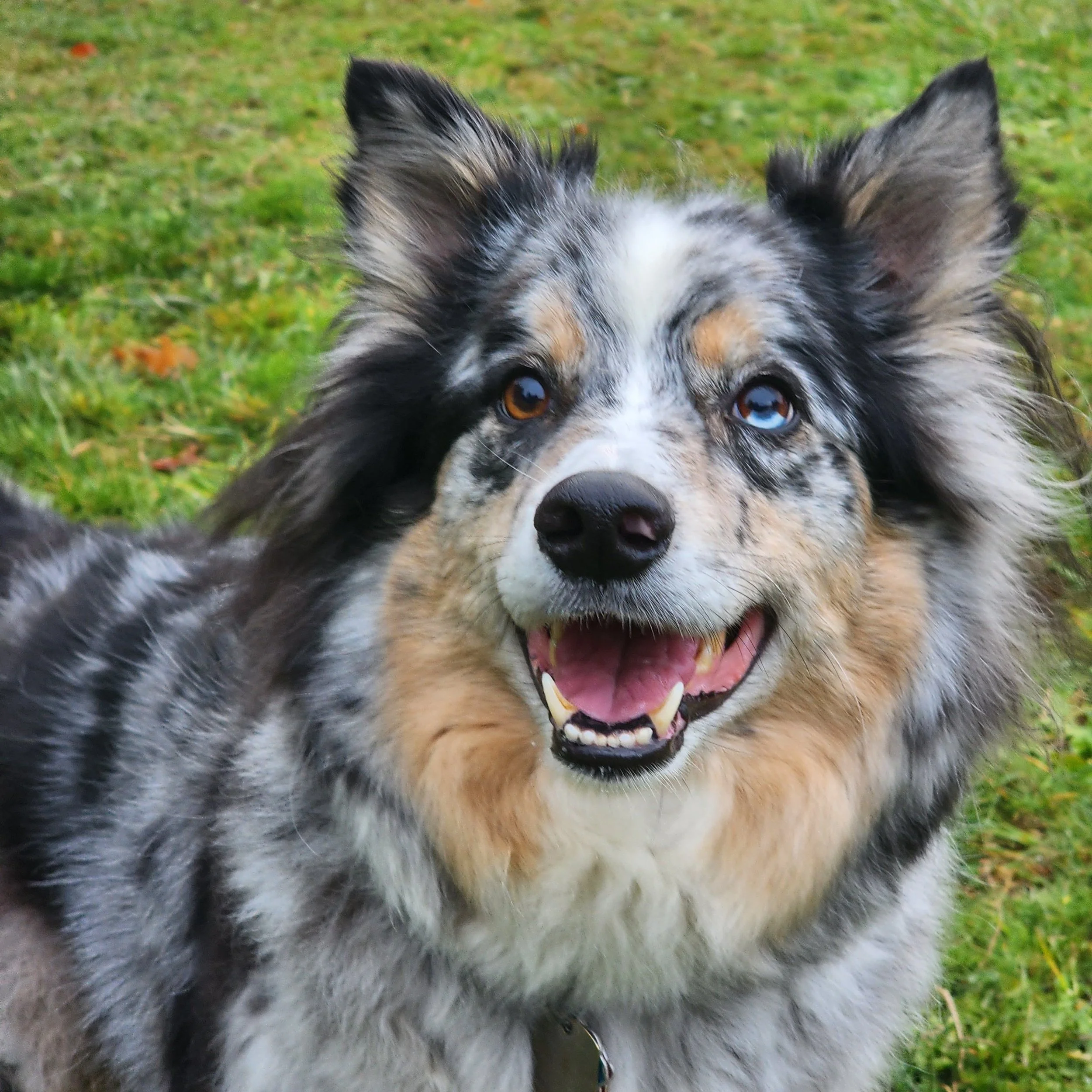 Dog Daycare & Boarding, Cat Boarding Services, Dog Grooming Services ...