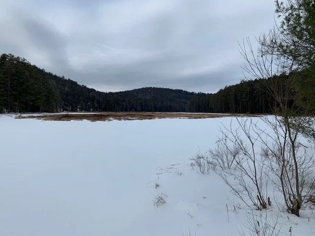 The Tall Pines of Pack Forest — STORIES FROM OPEN SPACE