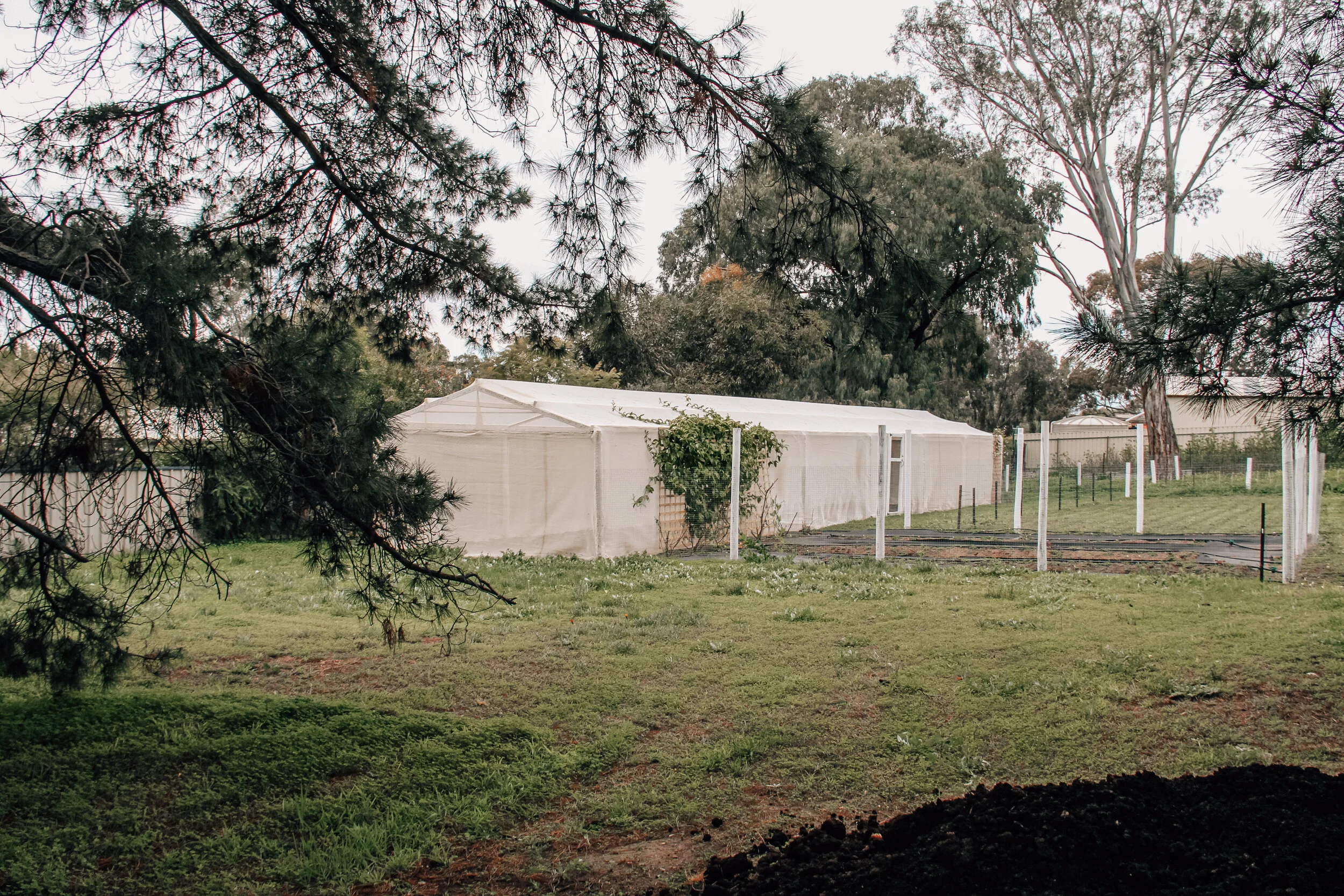 OUR STORY — LITTLE LYNDOCH FLOWER FARM
