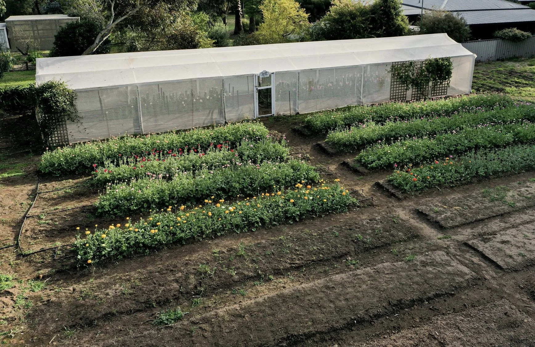 OUR STORY — LITTLE LYNDOCH FLOWER FARM