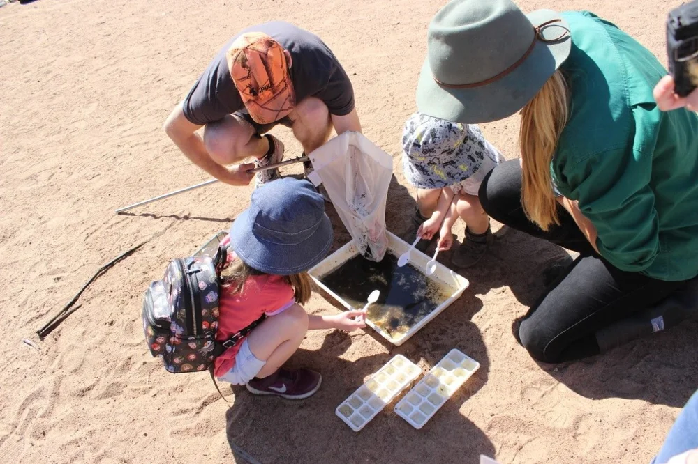 Bug Blitz — Projects — Latrobe Catchment Landcare Network