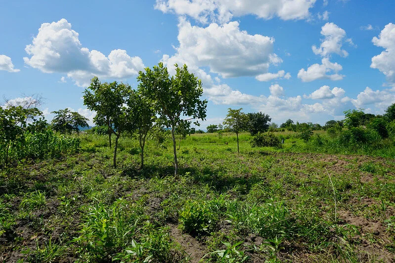 Expert Insights and Analyses | Land & Carbon Lab