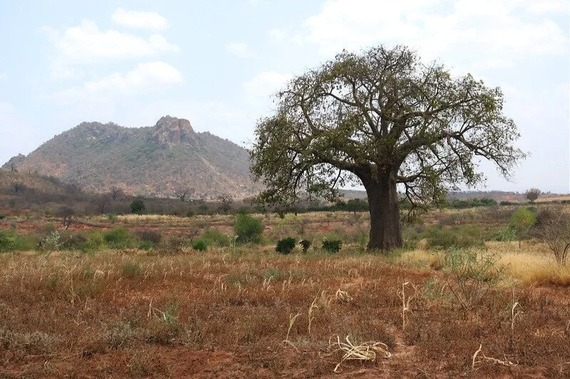 Geospatial Data for Nature-Based Solutions | Land & Carbon Lab
