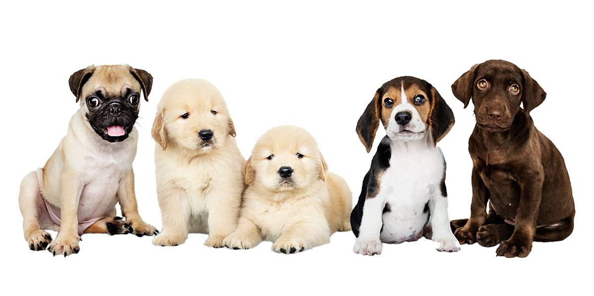 Pets For Sale Near Me - Thrifty Nickel of Abilene - Abilene Pets ...