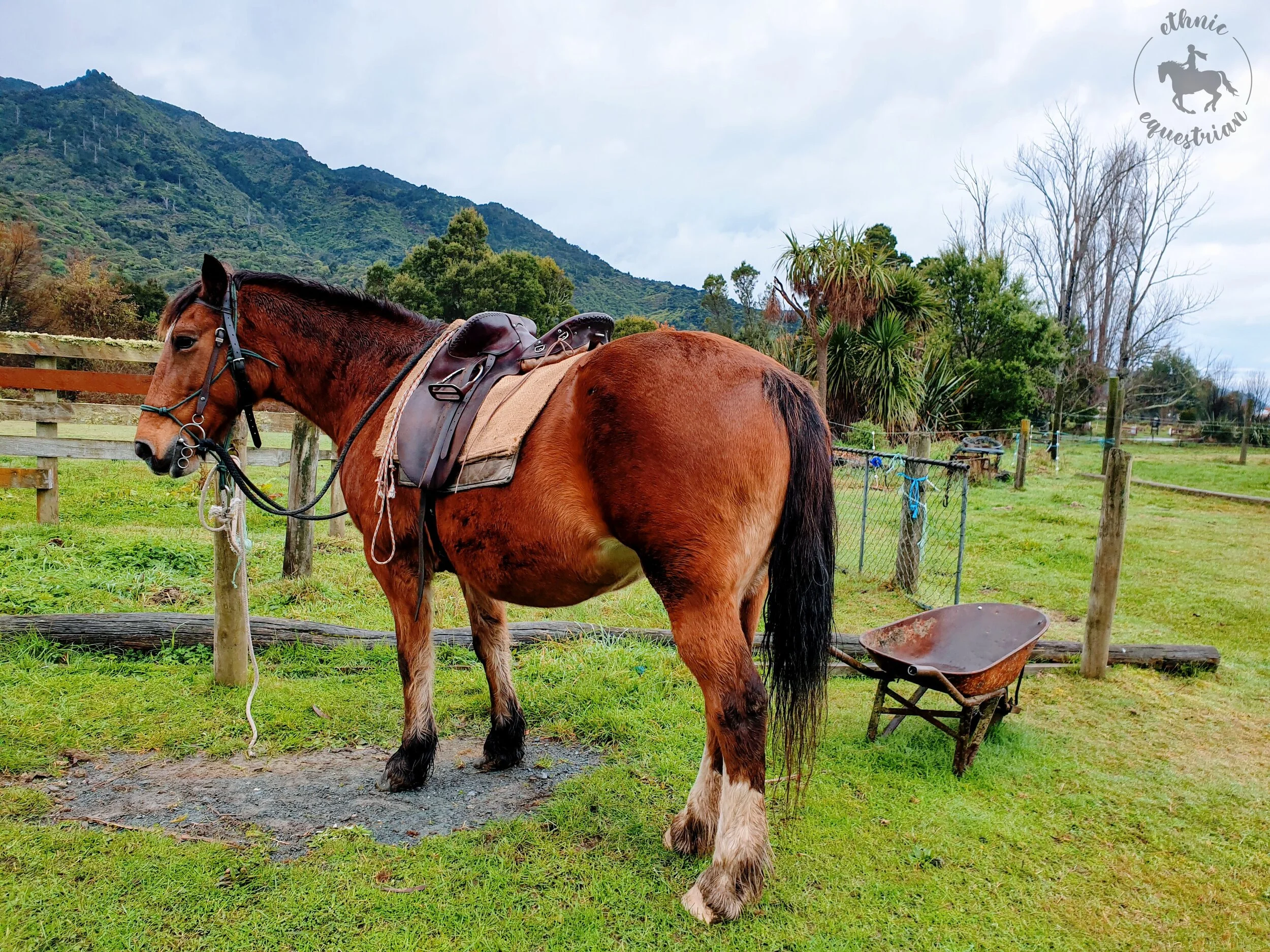 Horse Riding in the Abel Tasman Region, New Zealand — Ethnic Equestrian