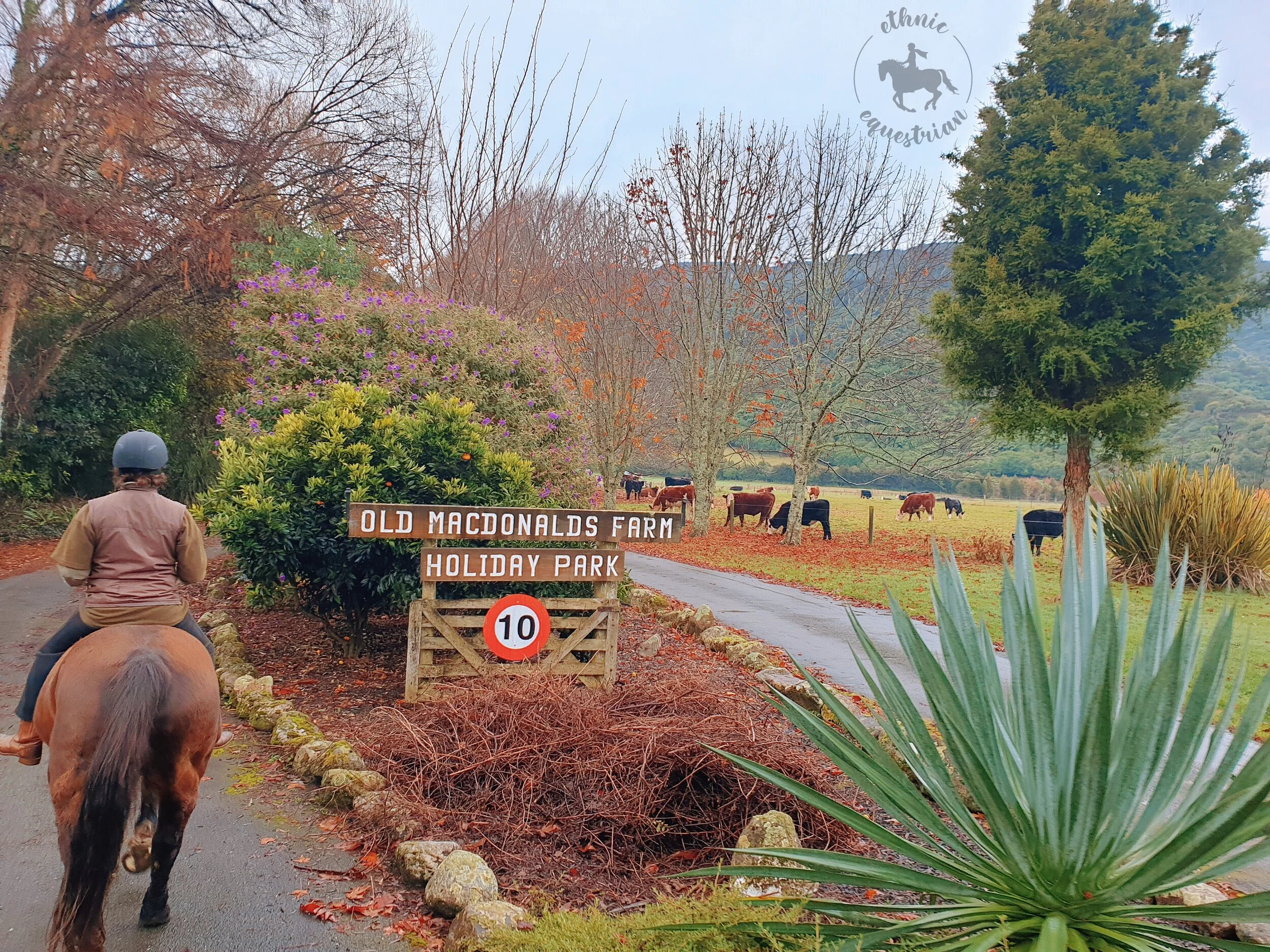 Horse Riding in the Abel Tasman Region, New Zealand — Ethnic Equestrian