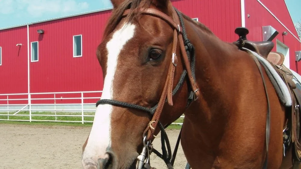 Edmonton.family - Things to do in Edmonton with Kids