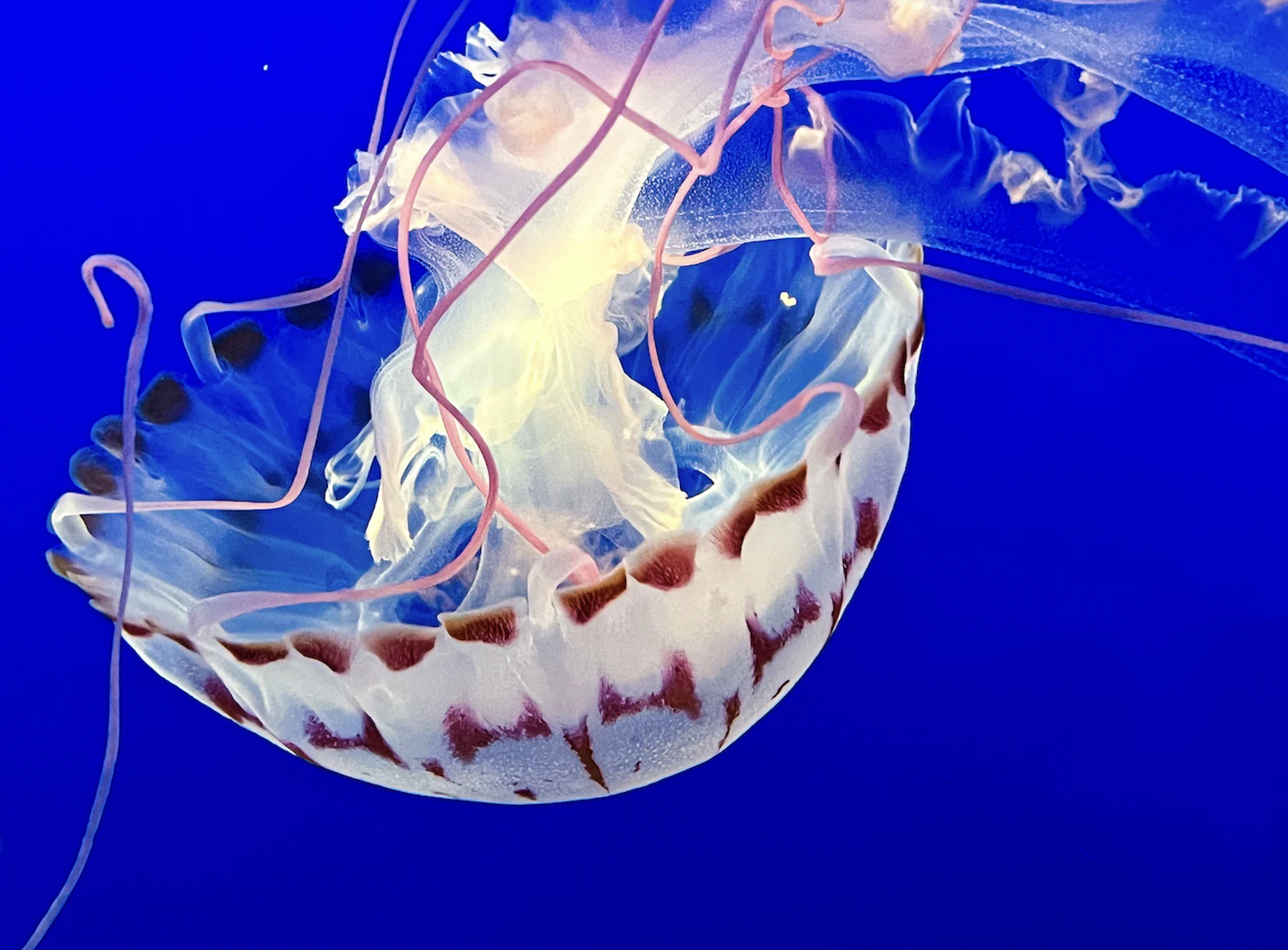 Learn More About Aquatic Animals With This Guide