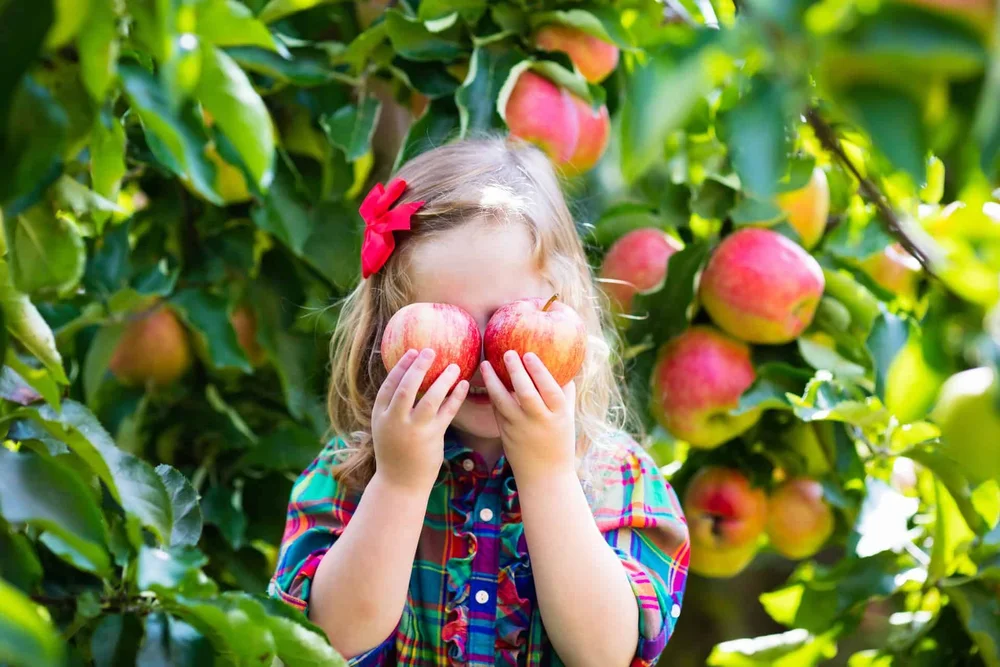 Use the Edmonton Tree Map to Find FREE Trees for Fruit Picking in ...