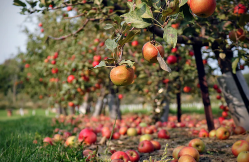 Use this Edmonton Tree Map to Find Edmonton Fruit Trees for Picking