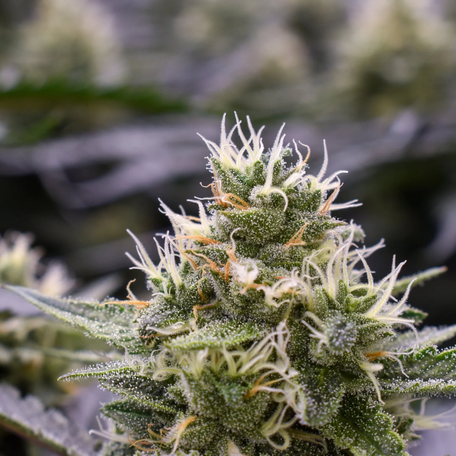 Medical Marijuana Dispensary | Small Batch ME | United States