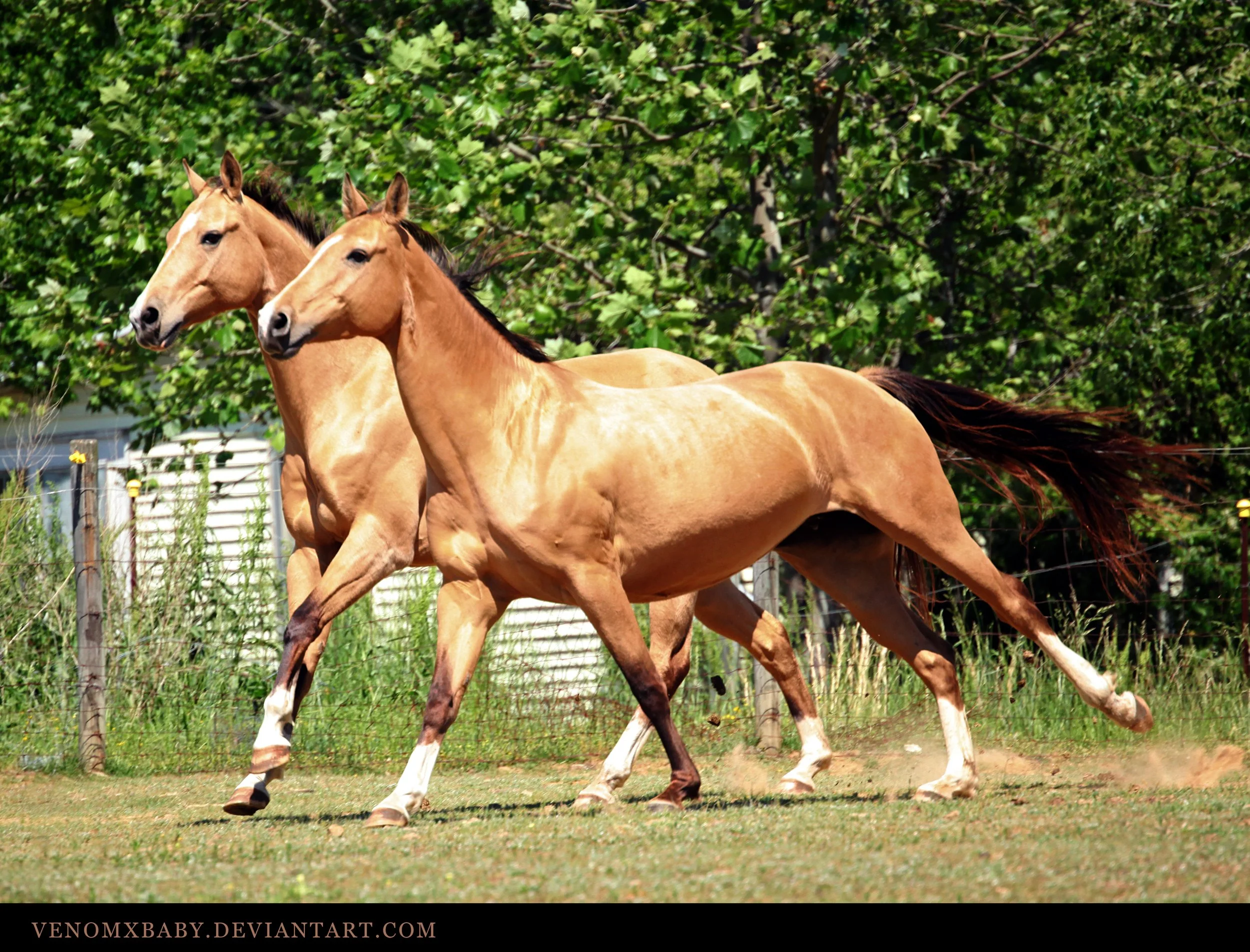 Akhal Teke Chestnut