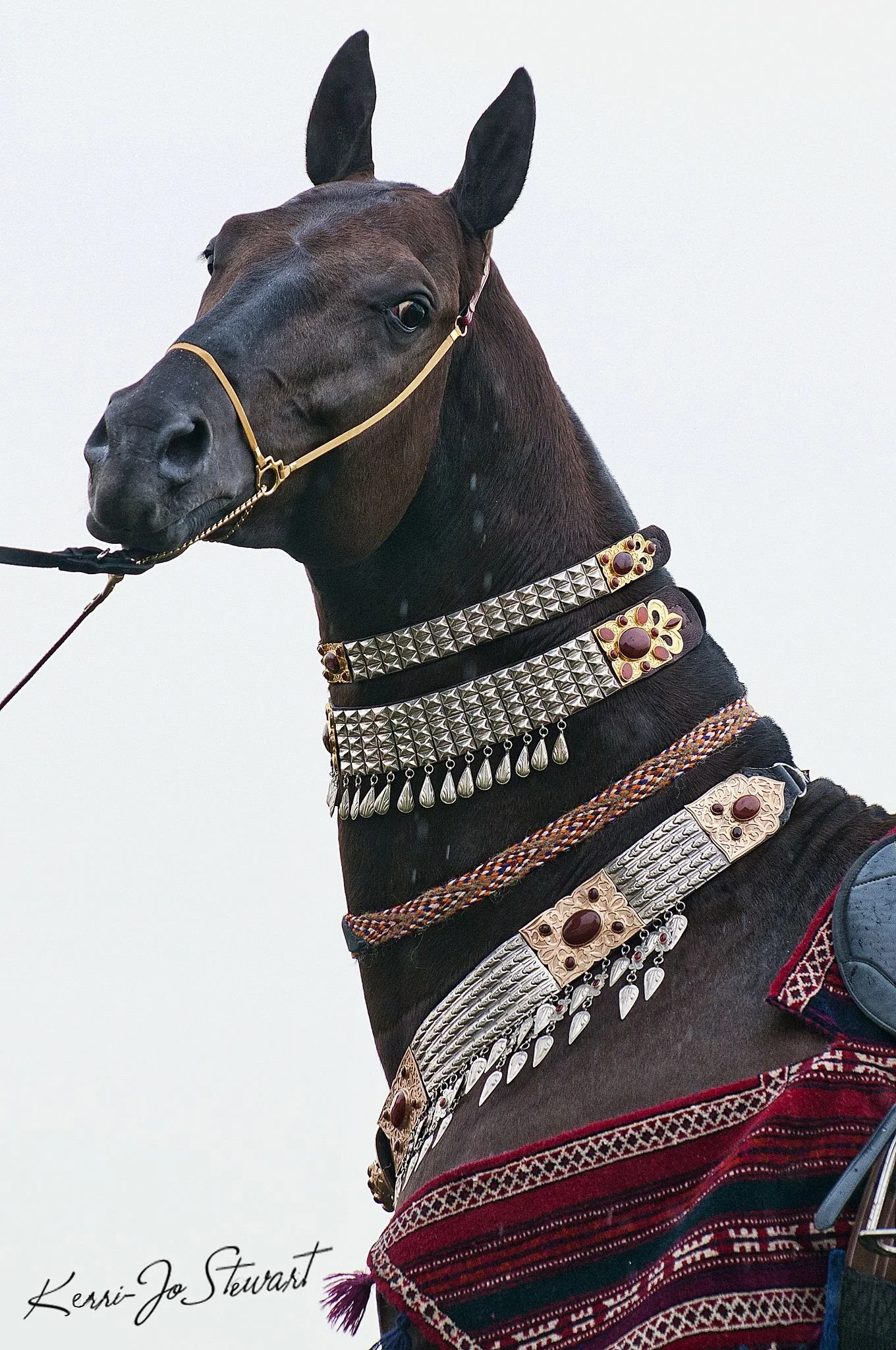 Akhal Teke Gray