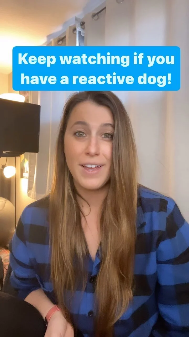 Perfect Pals Dog Training