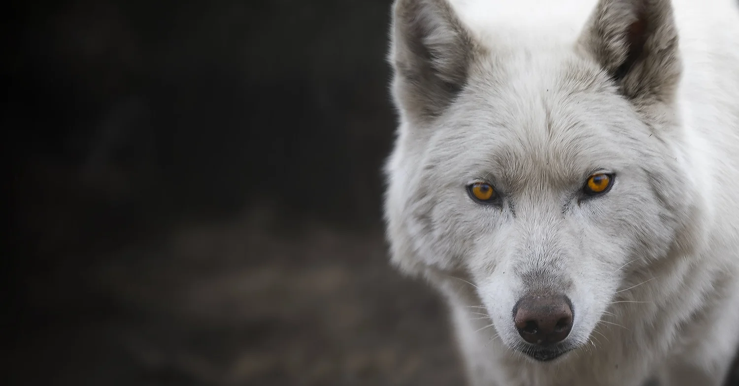 Wolf Connection - Case Study — Can Studios