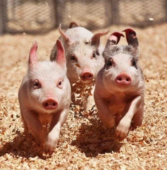 Taming the Piglet: Classical Chinese Herbalism for Anxiety and Panic ...