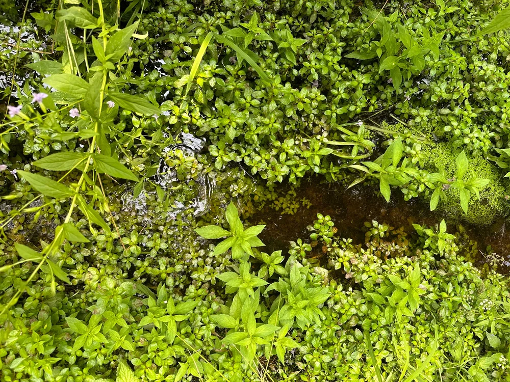 culverts — Blackstone Watershed Collaborative