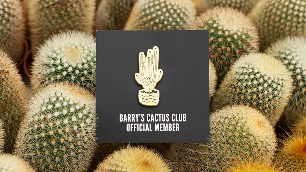 How to get rid of cactus pricks — Barry The Cactus Blog