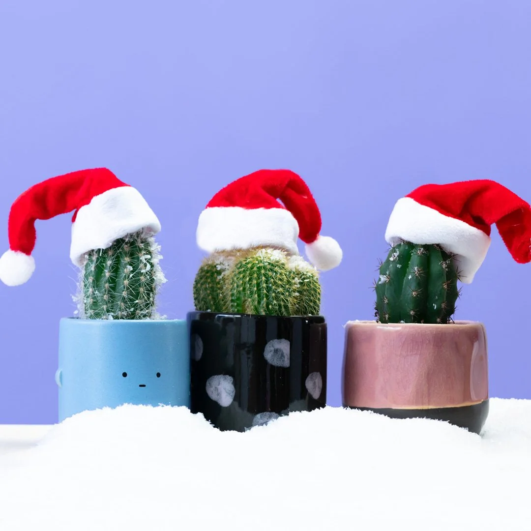 Barry's Top Tips For Christmas Cacti Decoration! — Barry The Cactus Blog