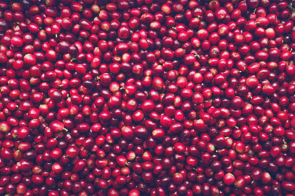Tanna Coffee Development Company since 1984