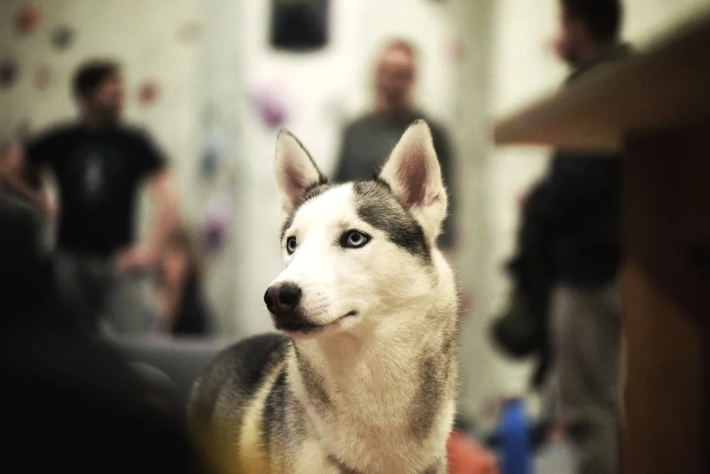 About Boulder Central | Join Boulder Climbing Today — Boulder Central