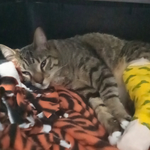 For The Love Of Alex Inc - Emergency vet care for pets in need