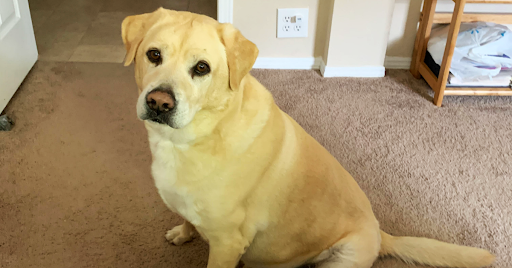 Where Is The Groin On A Dog