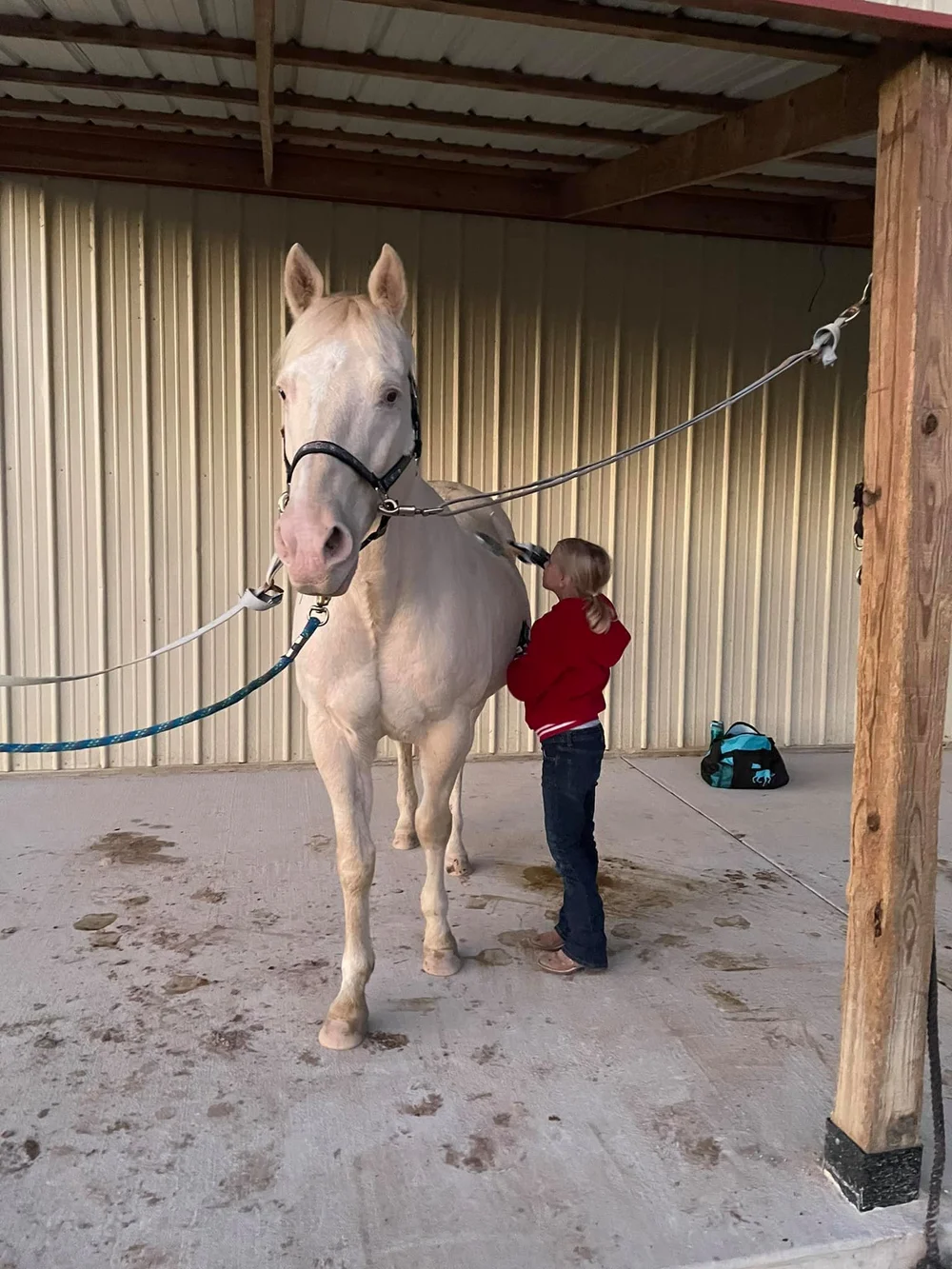 Horsemanship Classes: Learning to Care for the Horse — Riders Up! at ...