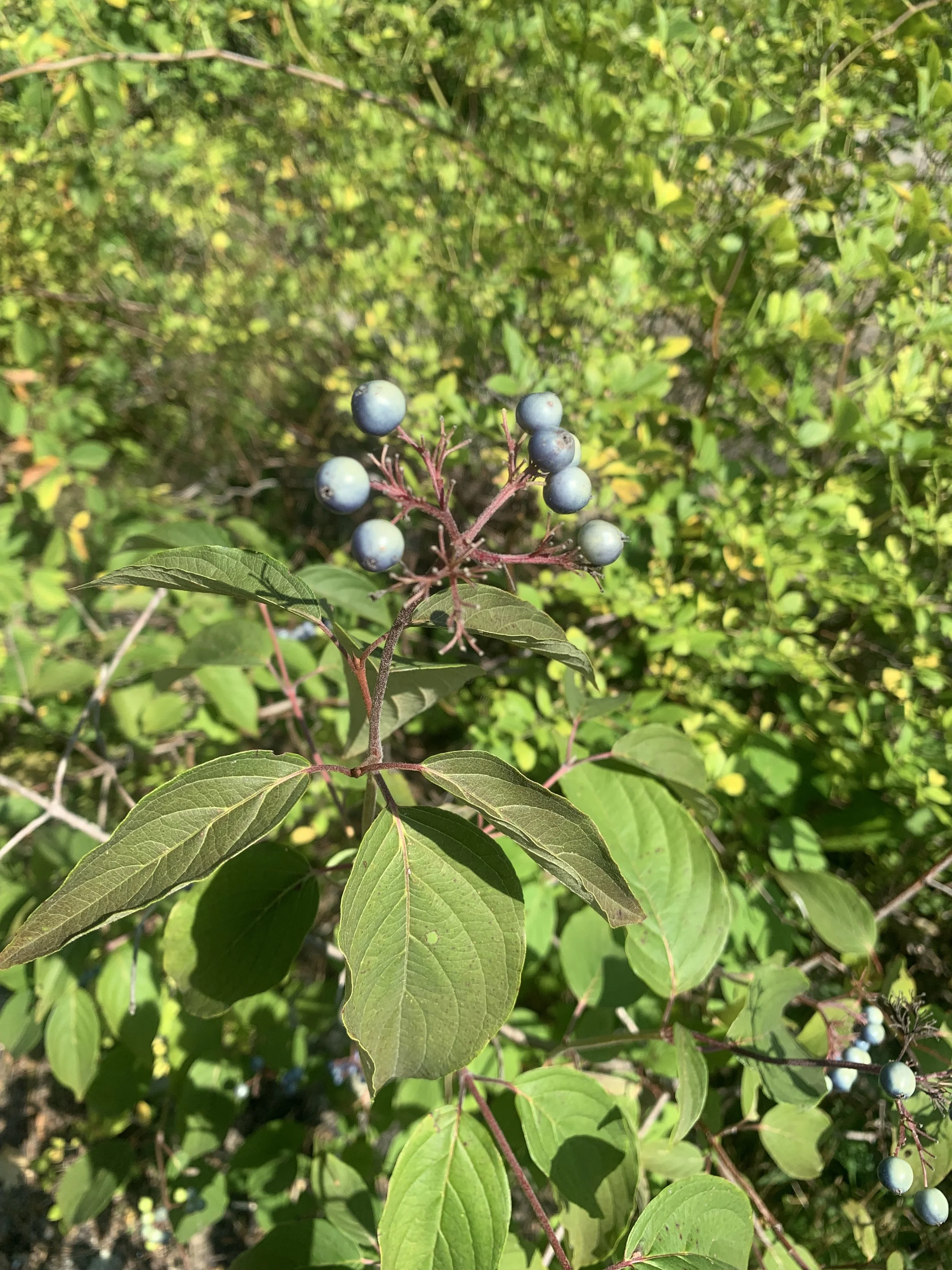 Shop Nursery Plants — Whaleback Nursery