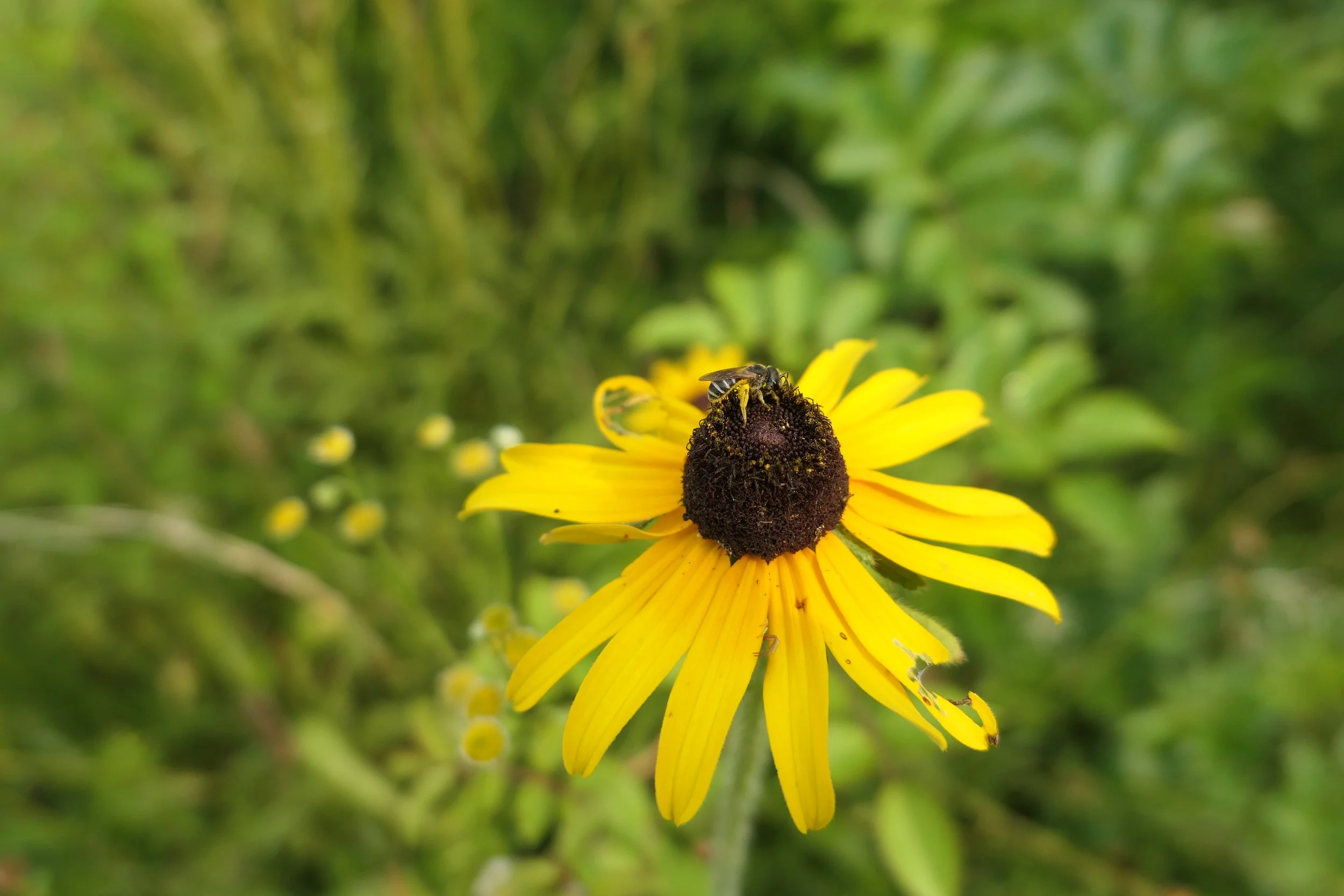 Sliding Scale Information — Whaleback Nursery