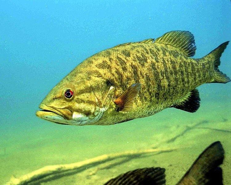 Invasive Gamefish — New Brunswick Invasive Species Council