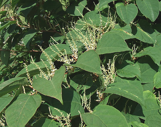 Japanese Knotweed — New Brunswick Invasive Species Council
