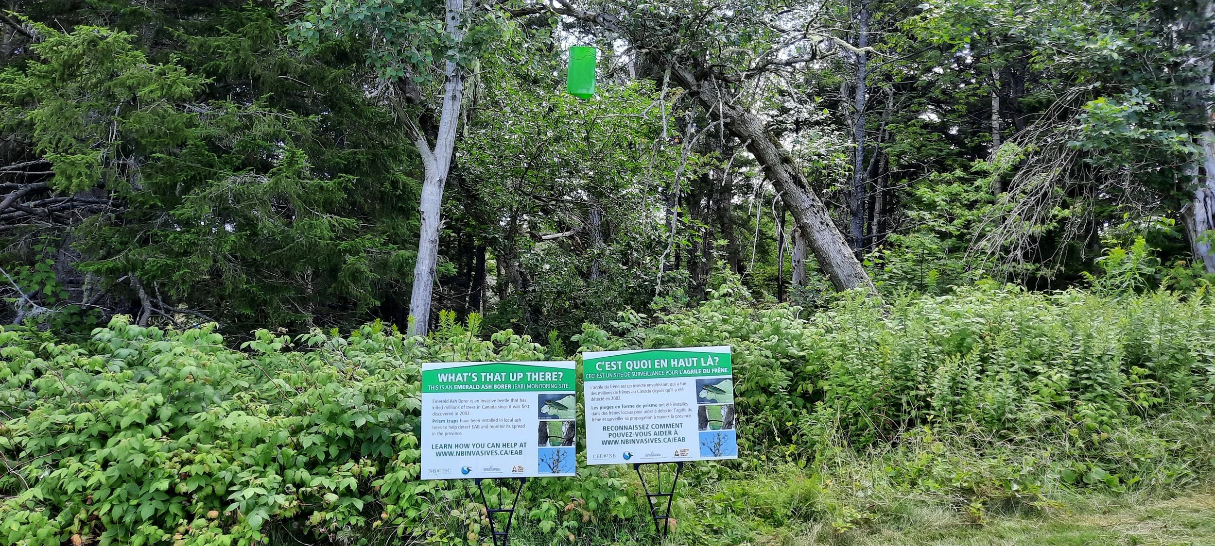 Emerald Ash Borer Monitoring Program — New Brunswick Invasive Species ...