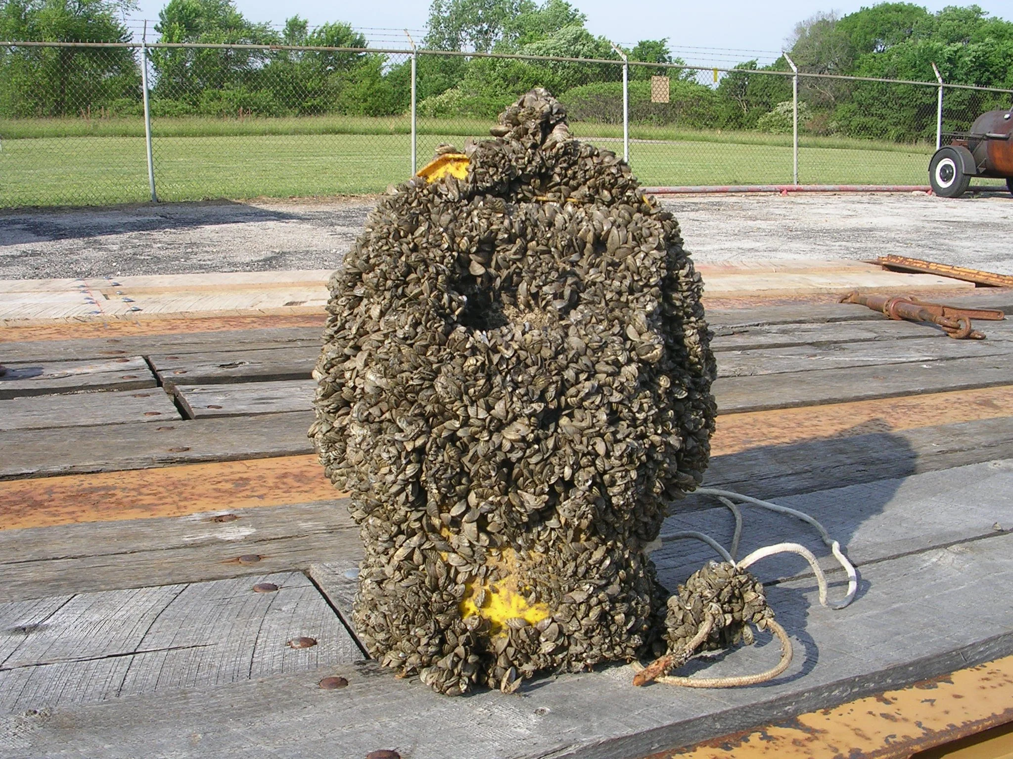 Zebra Mussel Information — New Brunswick Invasive Species Council