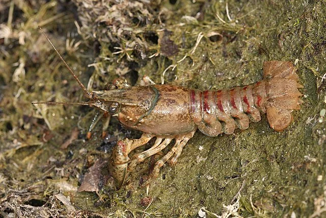 Invasive Crayfish — New Brunswick Invasive Species Council