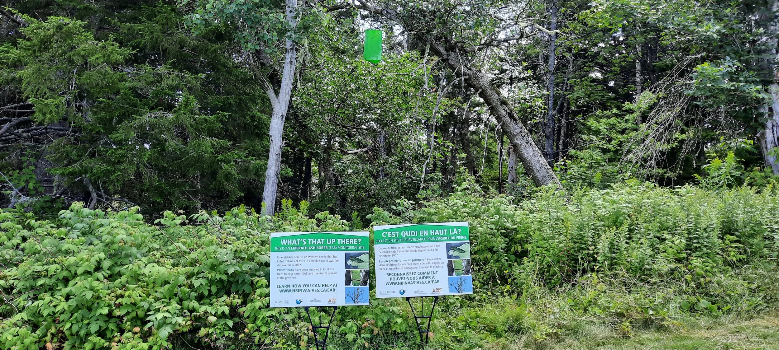 Buy Local Burn Local — New Brunswick Invasive Species Council