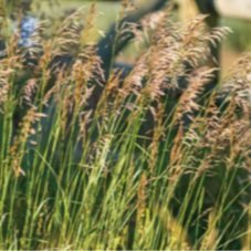 Phragmites/Common Reed — New Brunswick Invasive Species Council