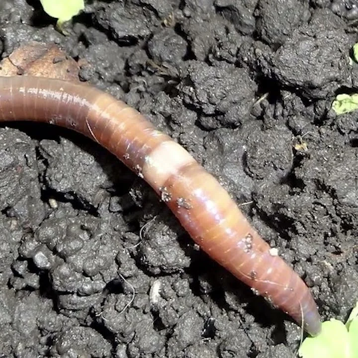 Plant Wise — New Brunswick Invasive Species Council